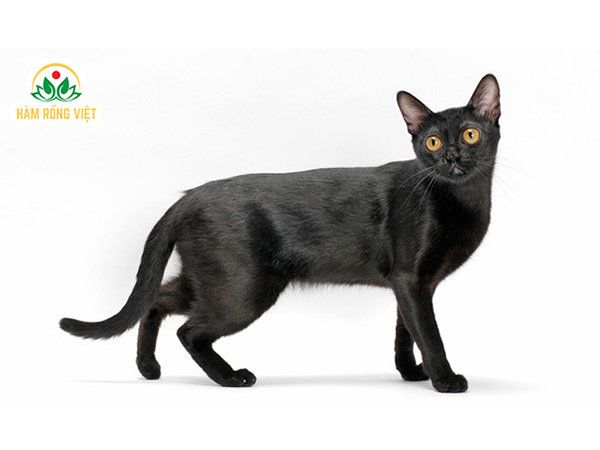 Cao Mèo Đen